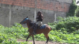 CL8565_YF_RunawayHorseDaya - Horses - clips4all