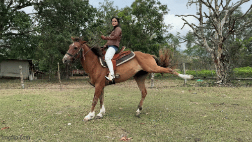 Horses / Riding (Ladies) - clips4all